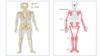 Introduction & anerior thigh muscle.pptx