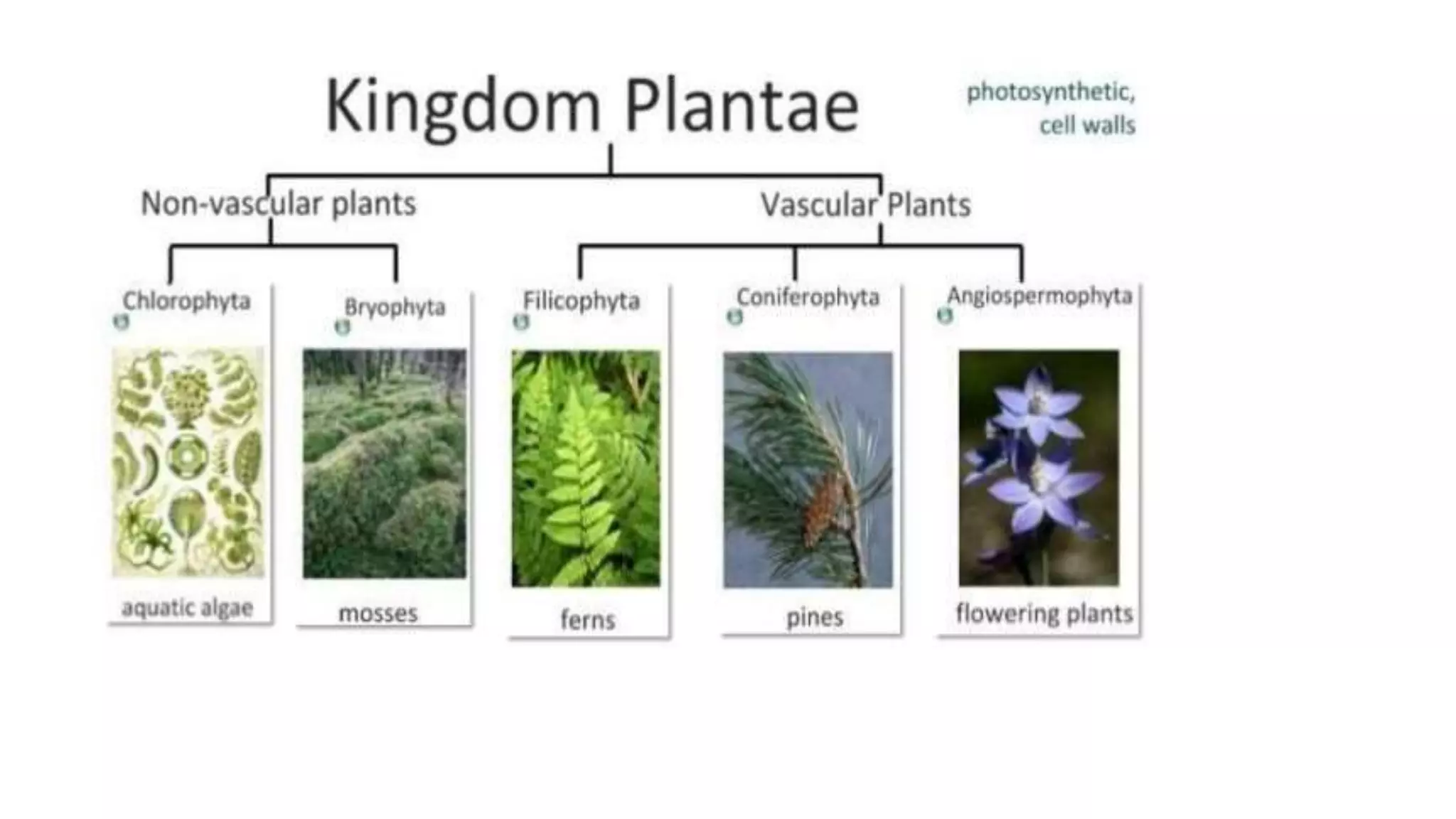 Introduction to Plant kingdom (B.Sc.I) | PPT