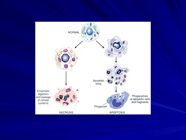 Introduction cell injury pathology lecture.ppt