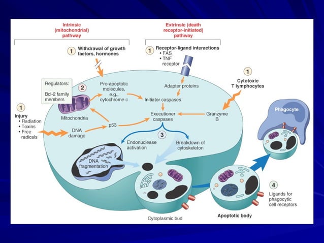 Introduction cell injury pathology lecture.ppt