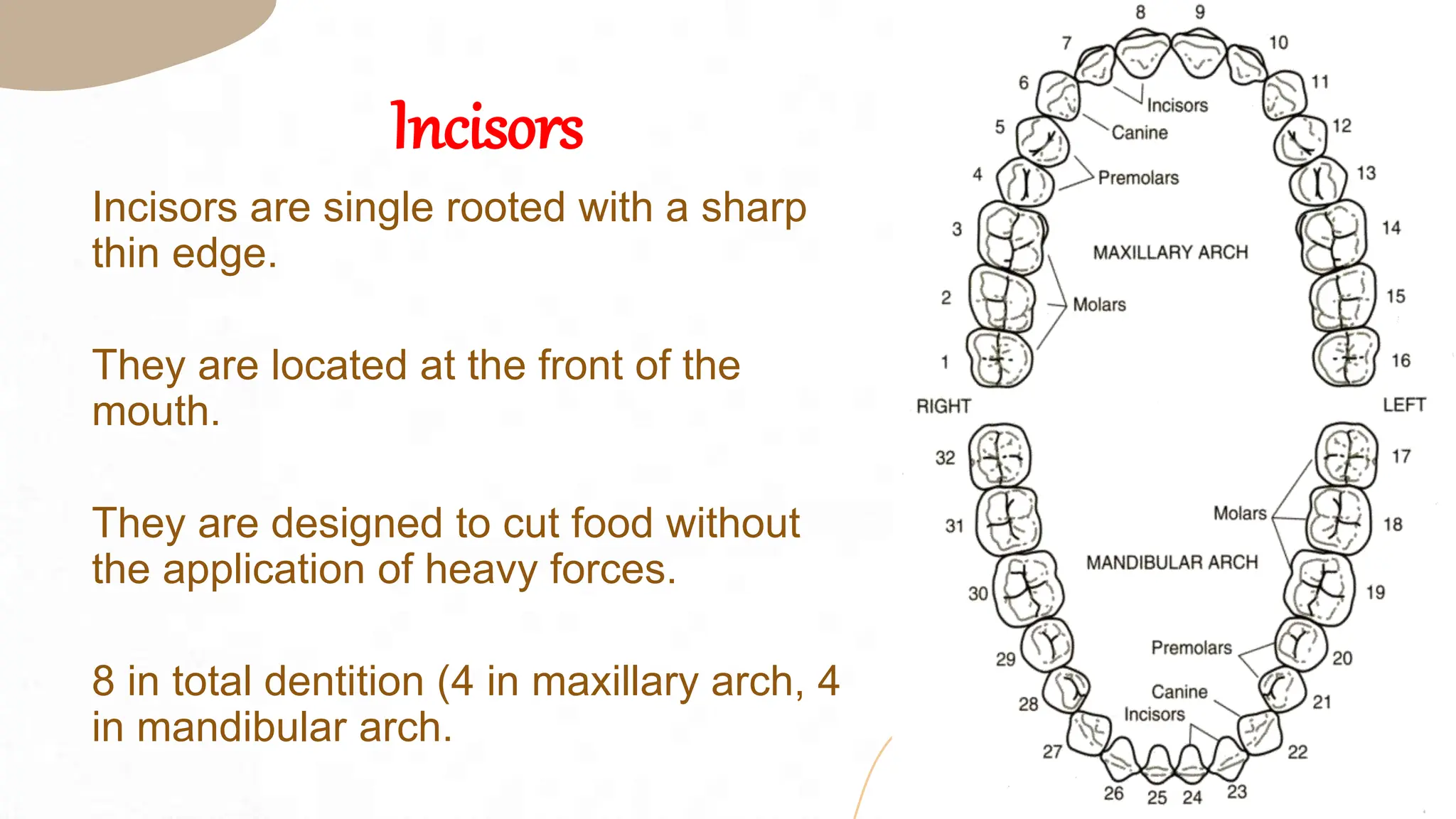 Introduction to ( Dental Terminology).pptx