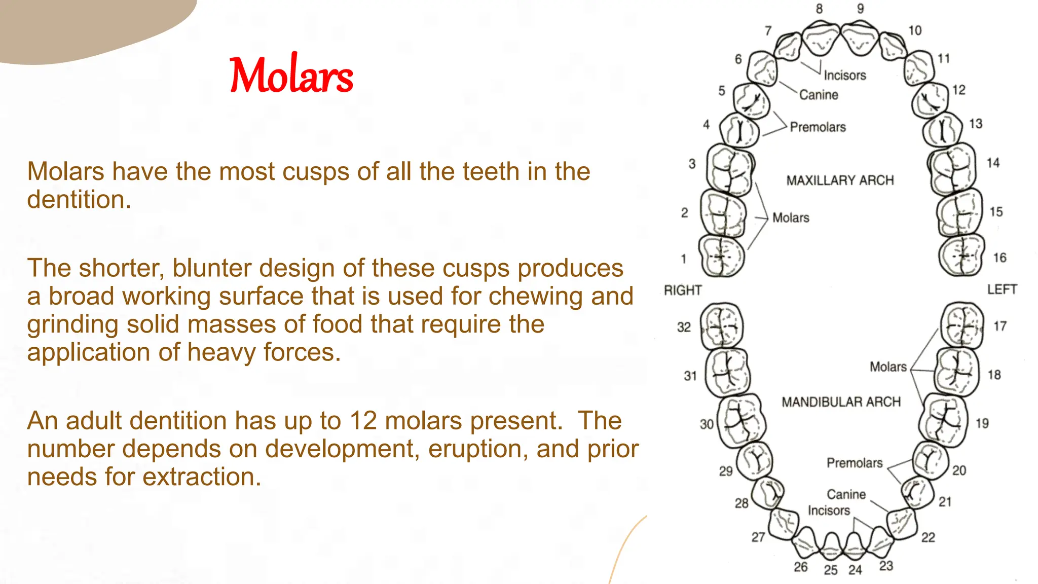 Introduction to ( Dental Terminology).pptx