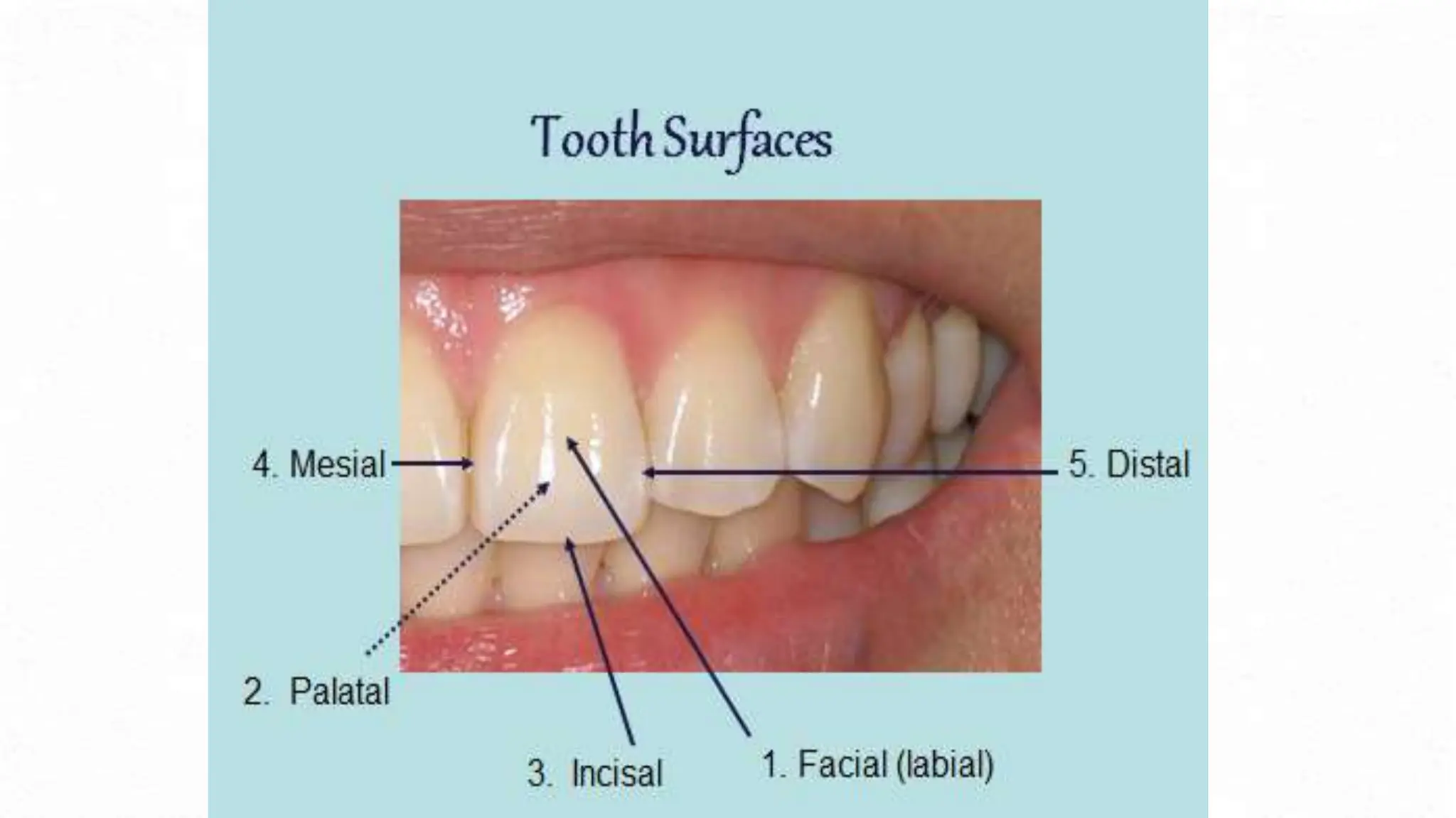Introduction to ( Dental Terminology).pptx
