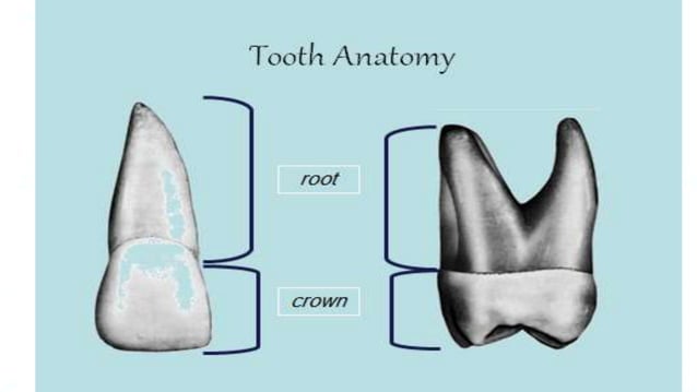 Introduction to ( Dental Terminology).pptx | Dental Health | Diseases ...