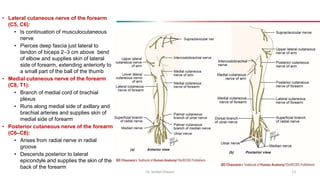 Introduction & development of upper limb, fascia, veins and dermatomes.pdf