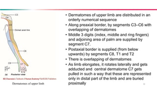 Introduction & development of upper limb, fascia, veins and dermatomes.pdf