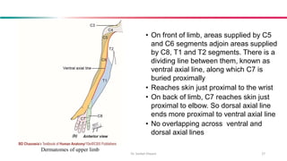 Introduction & development of upper limb, fascia, veins and dermatomes.pdf