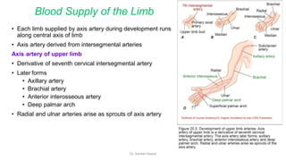 Introduction & development of upper limb, fascia, veins and dermatomes.pdf