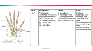 Introduction & development of upper limb, fascia, veins and dermatomes.pdf