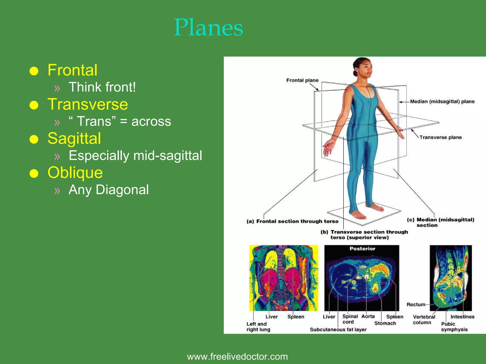 Introduction Human Anatomy | PPT