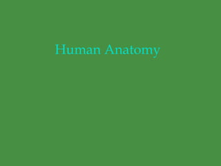 Introduction Human Anatomy | PPT
