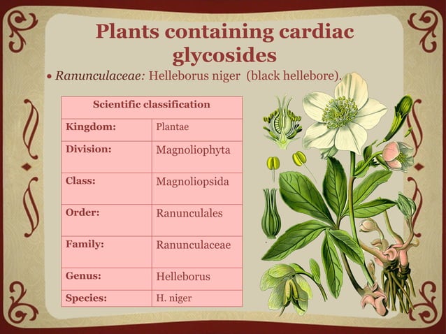 Introduction in plant pharmacology (pharmacognosy).Glycosides.pptx
