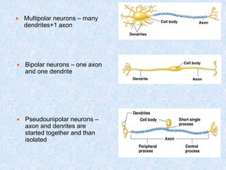 Introduction into CNS.pptx