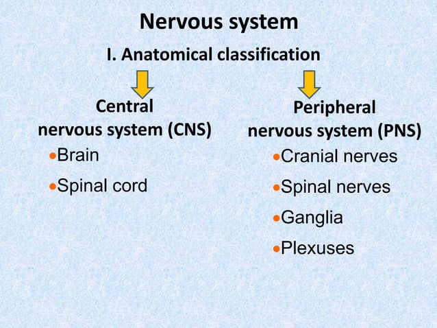 Introduction into CNS.pptx