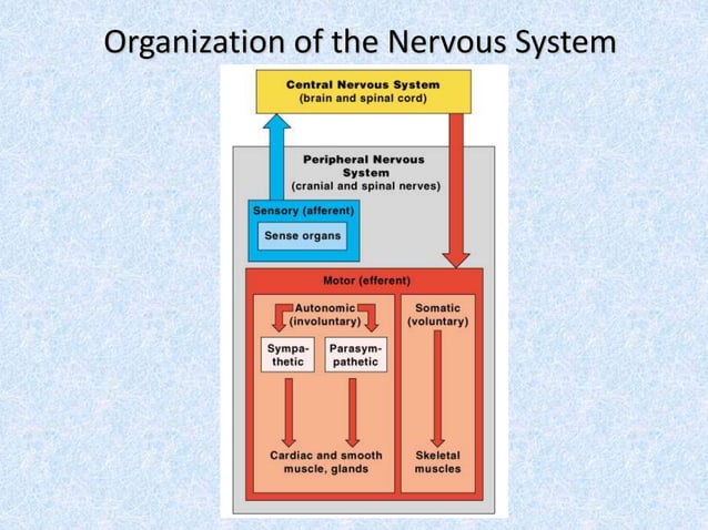 Introduction into CNS.pptx