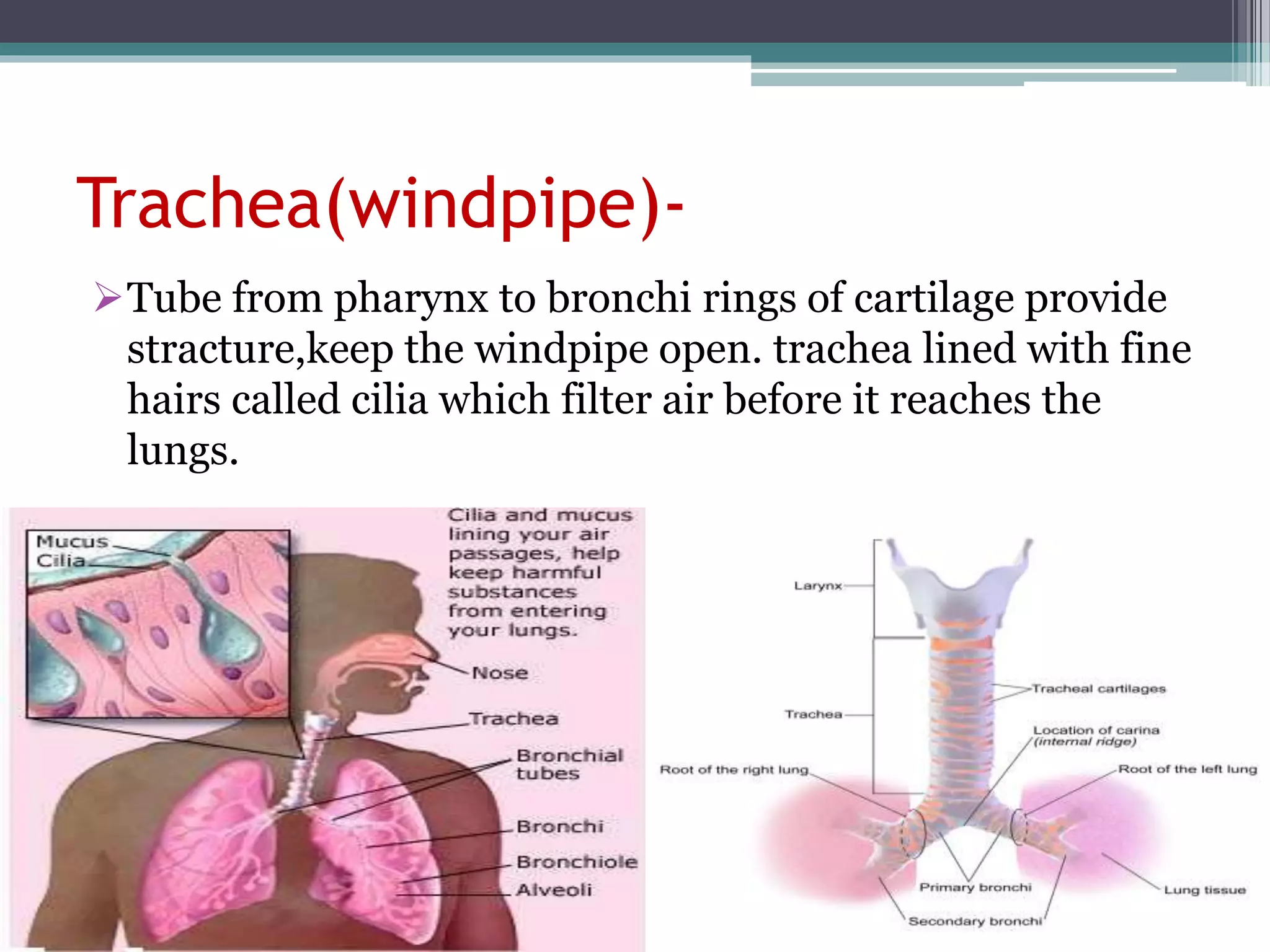 Introduction & investigations to respiratory diseases | PPTX