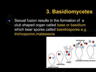 Introduction mycology | PPT