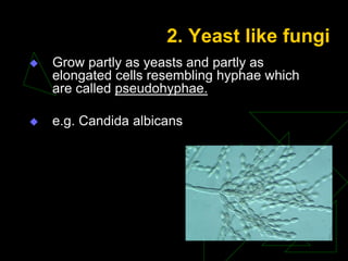 Introduction mycology | PPT