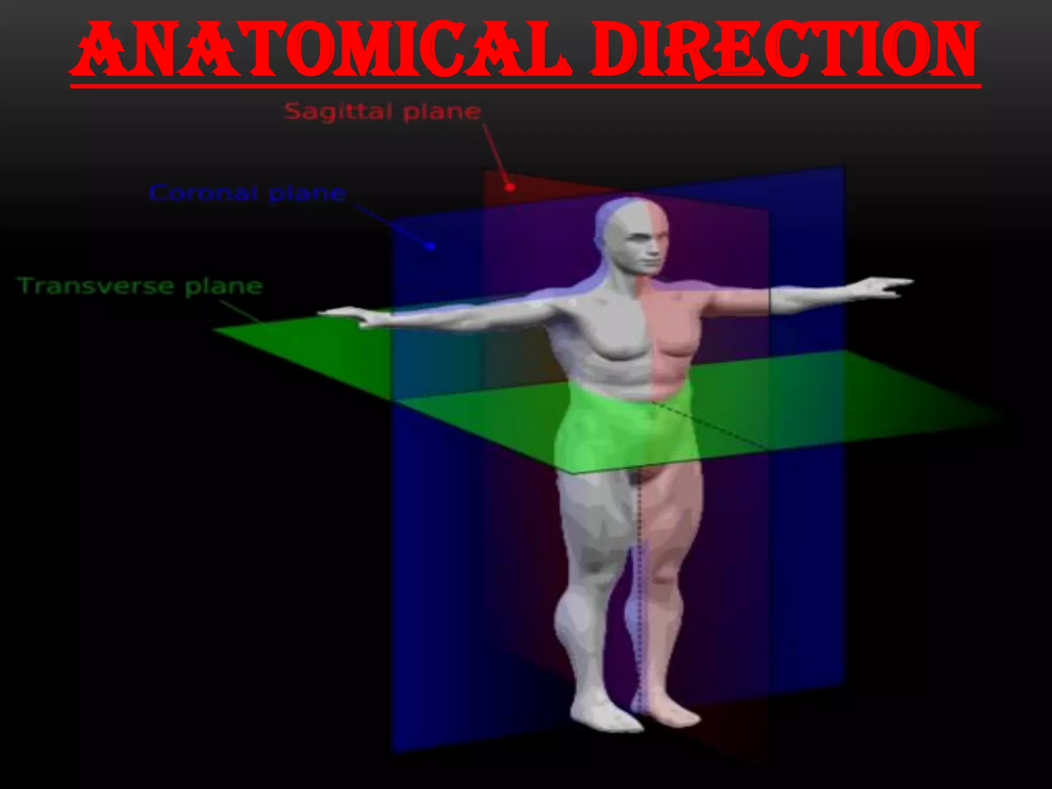 Introduction of anatomy | PPT