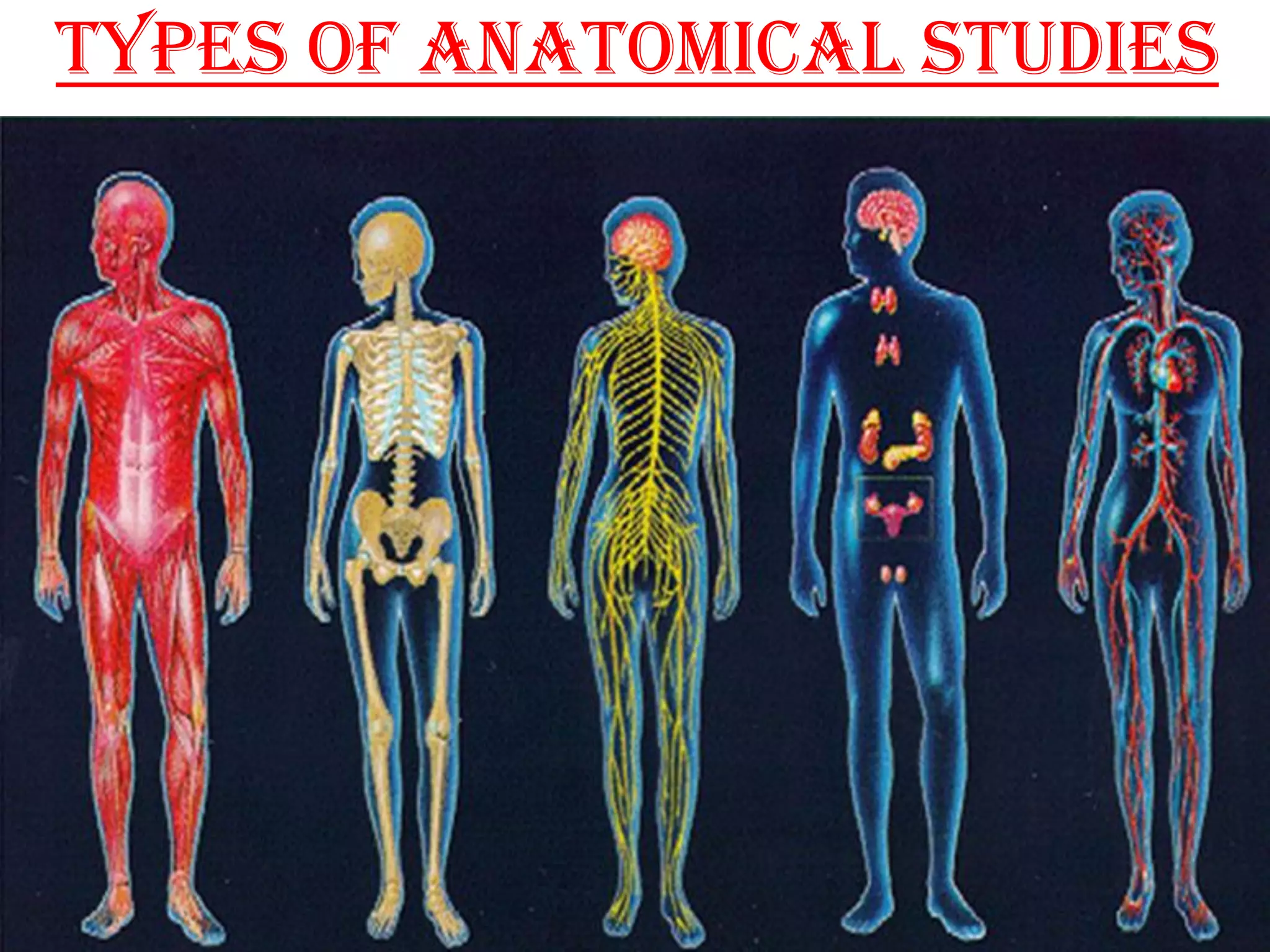 Introduction of anatomy | PPT