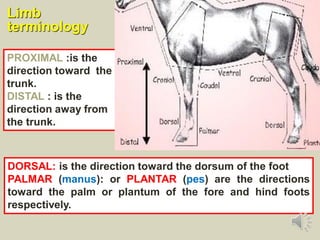Introduction to anatomy | PPT