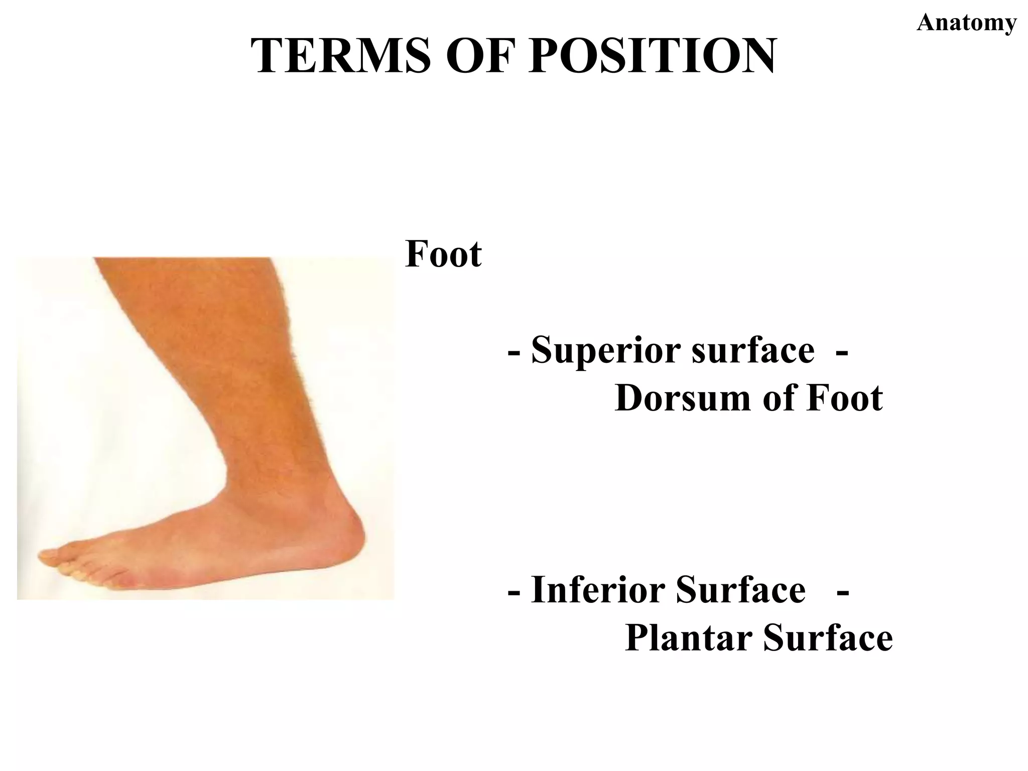 Introduction of anatomy | PPT