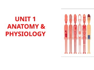 introduction of anatomy and physiology.pptx