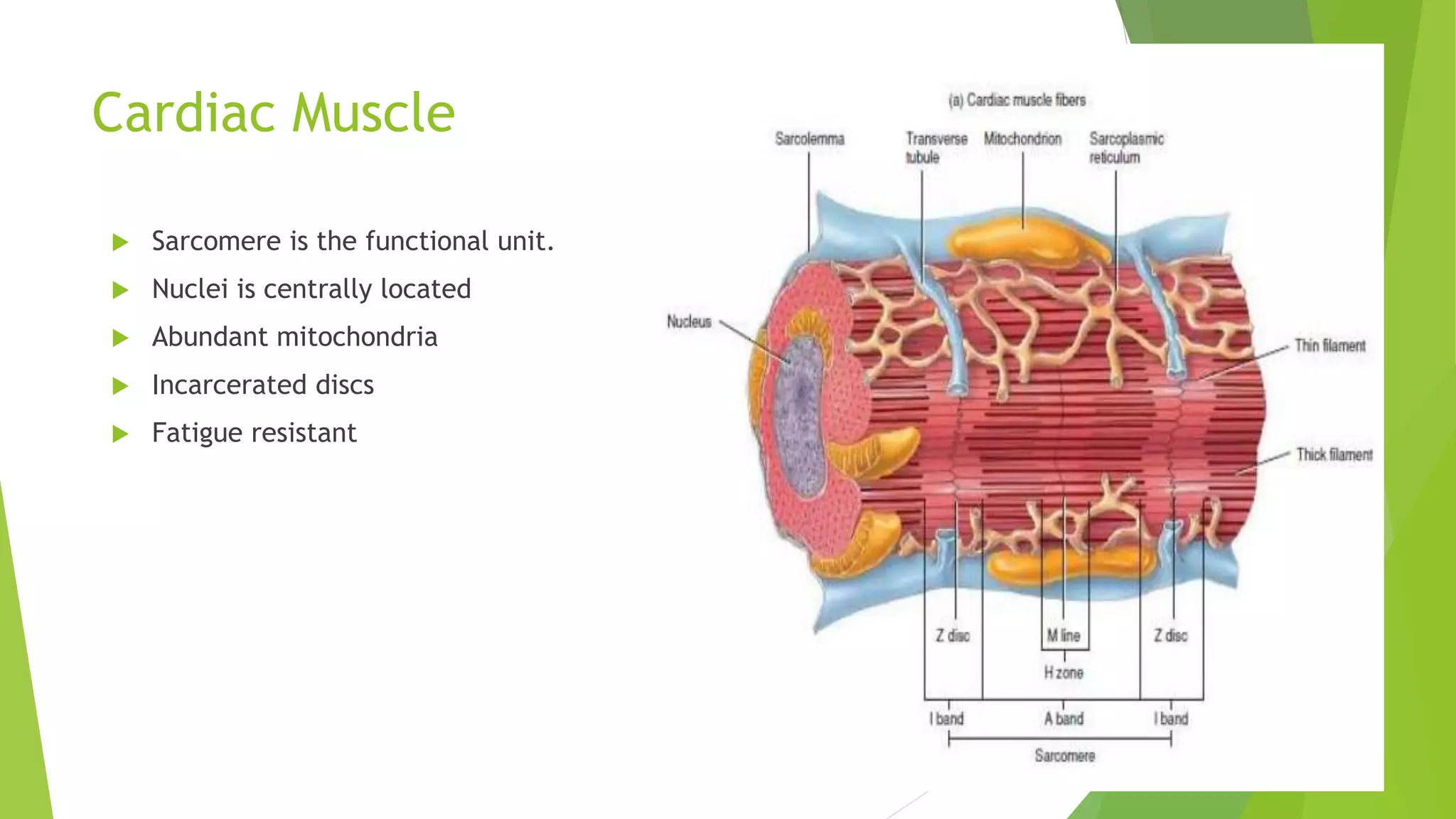 Introduction of anatomy basic structure of muscles | PPTX