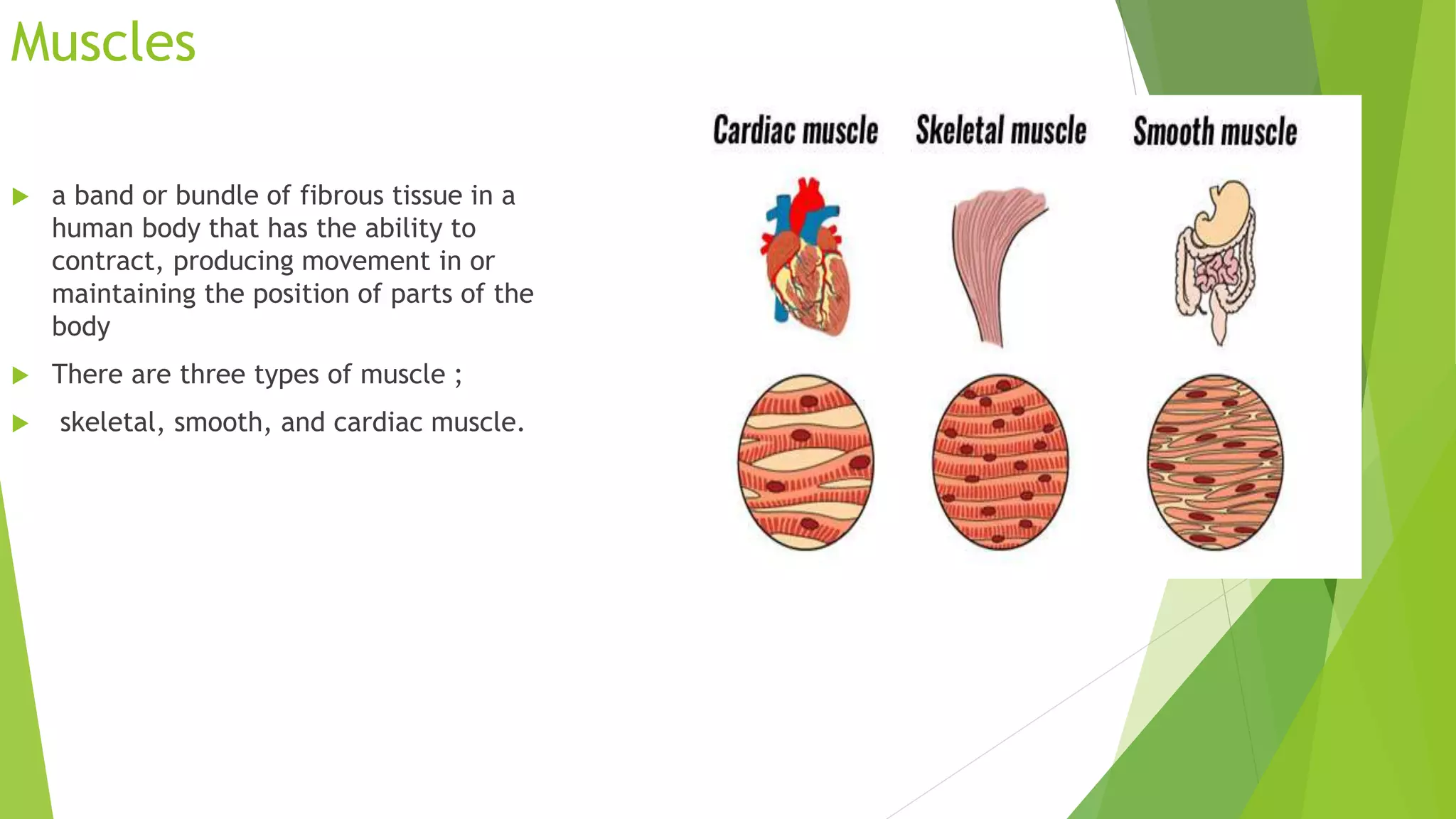 Introduction of anatomy basic structure of muscles | PPTX | Death ...