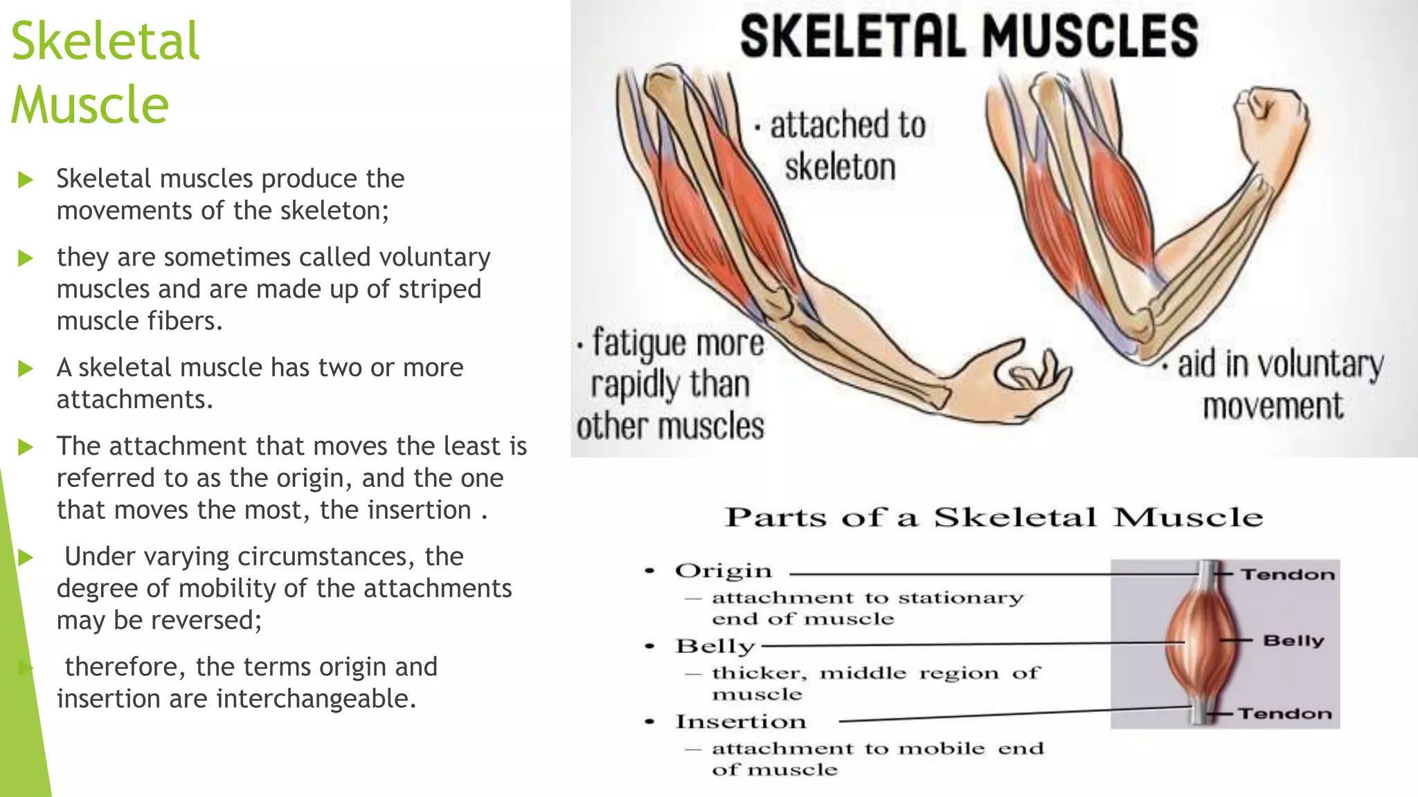 Introduction of anatomy basic structure of muscles | PPTX