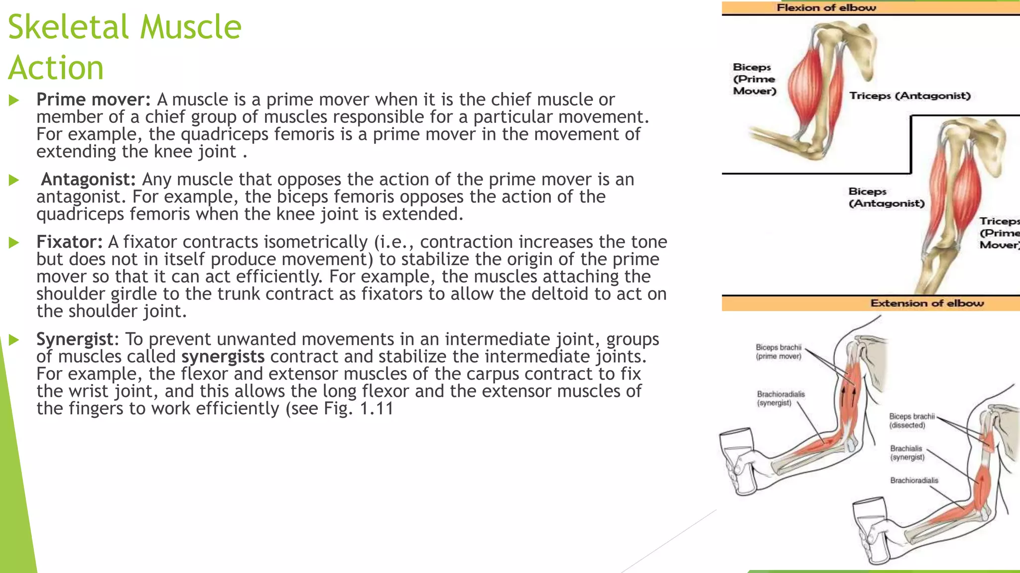 Introduction of anatomy basic structure of muscles | PPTX
