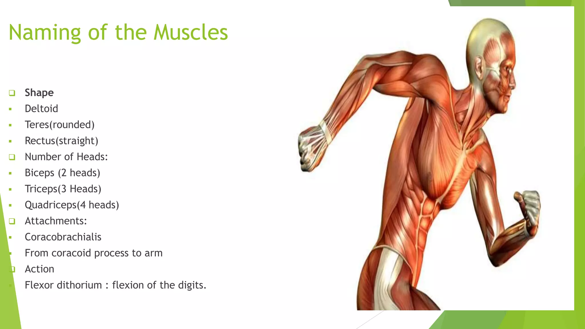 Introduction of anatomy basic structure of muscles | PPTX | Death ...