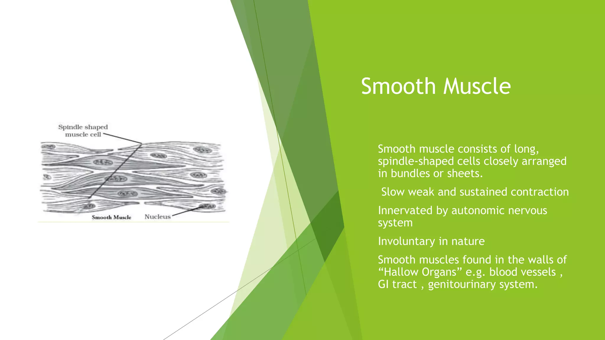 Introduction of anatomy basic structure of muscles | PPTX