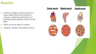 Introduction of anatomy basic structure of muscles | PPTX | Death ...