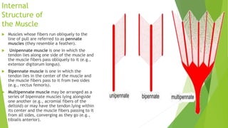 Introduction of anatomy basic structure of muscles | PPTX | Death ...
