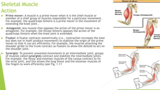 Introduction of anatomy basic structure of muscles | PPTX
