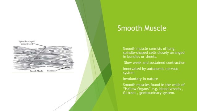 Introduction of anatomy basic structure of muscles | PPTX