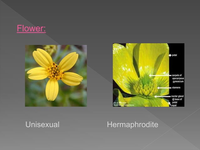 Introduction of asteraceae | PPTX | Gardening | Home & Garden