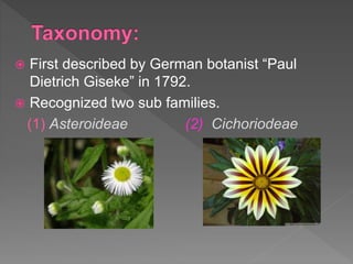 Introduction of asteraceae | PPTX