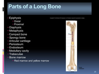 Introduction of bones, types, structure | PPTX