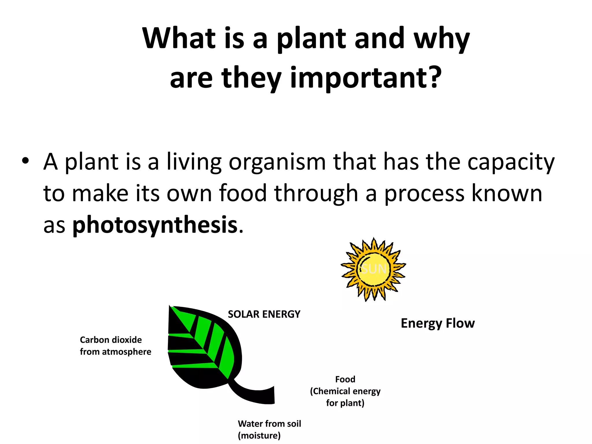 introduction of botany-1.pptx