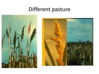 introduction of botany-1.pptx