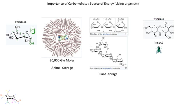 Introduction of carbohydrate | PPTX | Biological Sciences | Science