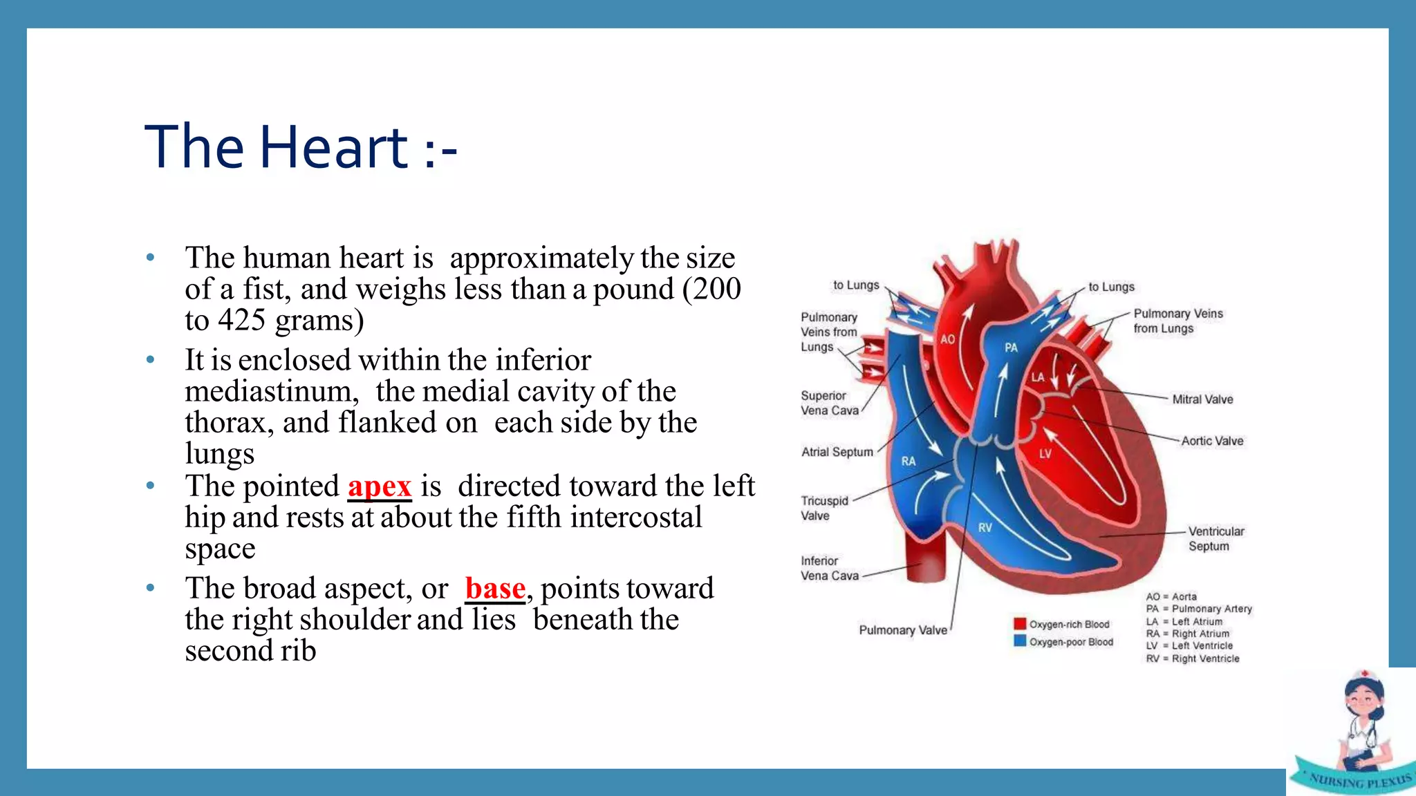 Introduction of cardiovascular system | PPTX
