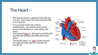 Introduction of cardiovascular system | PPTX