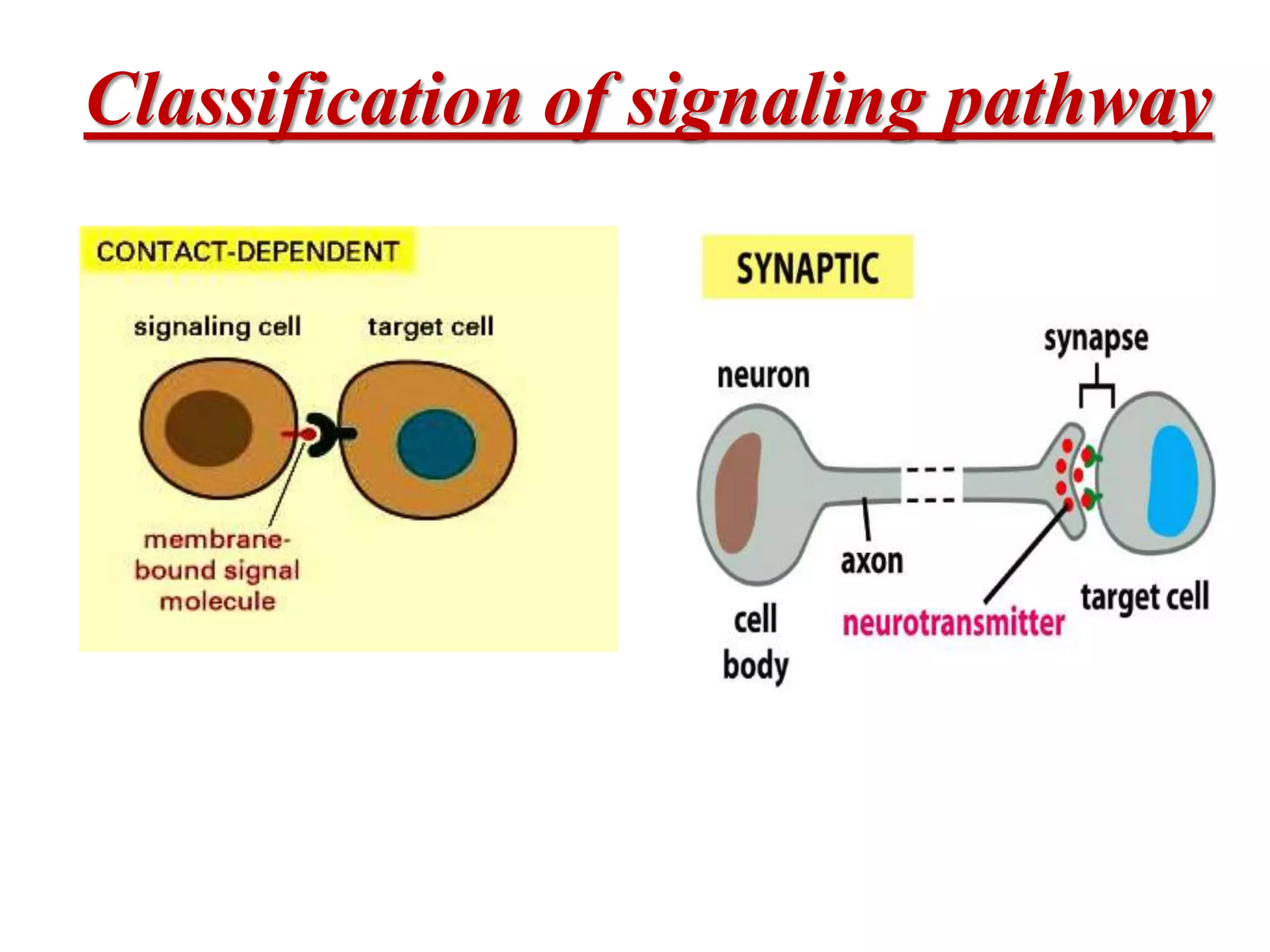 Introduction of cell signaling | PPTX | Biological Sciences | Science