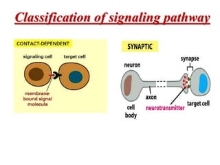 Introduction of cell signaling | PPTX