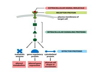 Introduction of cell signaling | PPTX