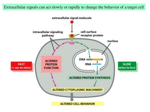 Cell Signaling