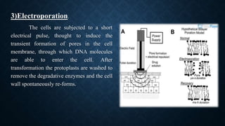 Introduction of dna into non bacterial cells | PPTX
